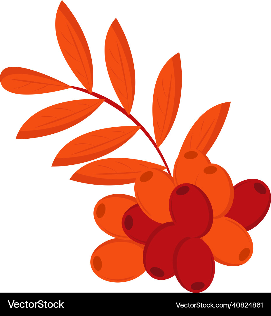 Fruits and leaves Royalty Free Vector Image - VectorStock
