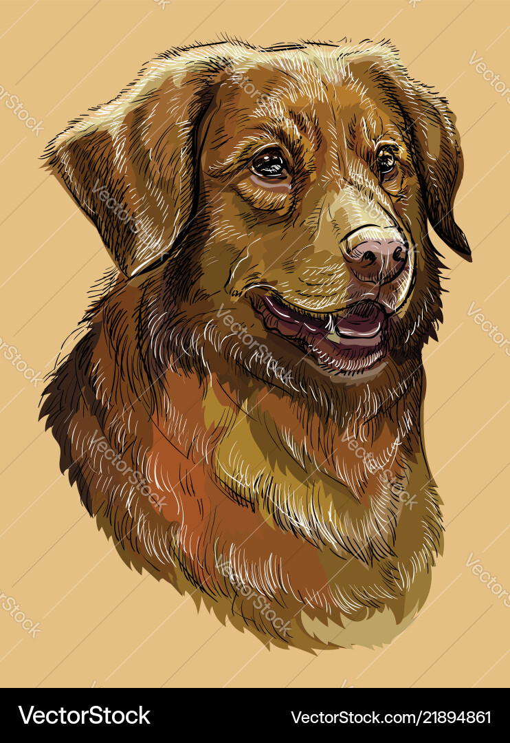 Toller colorful hand drawing portrait Royalty Free Vector