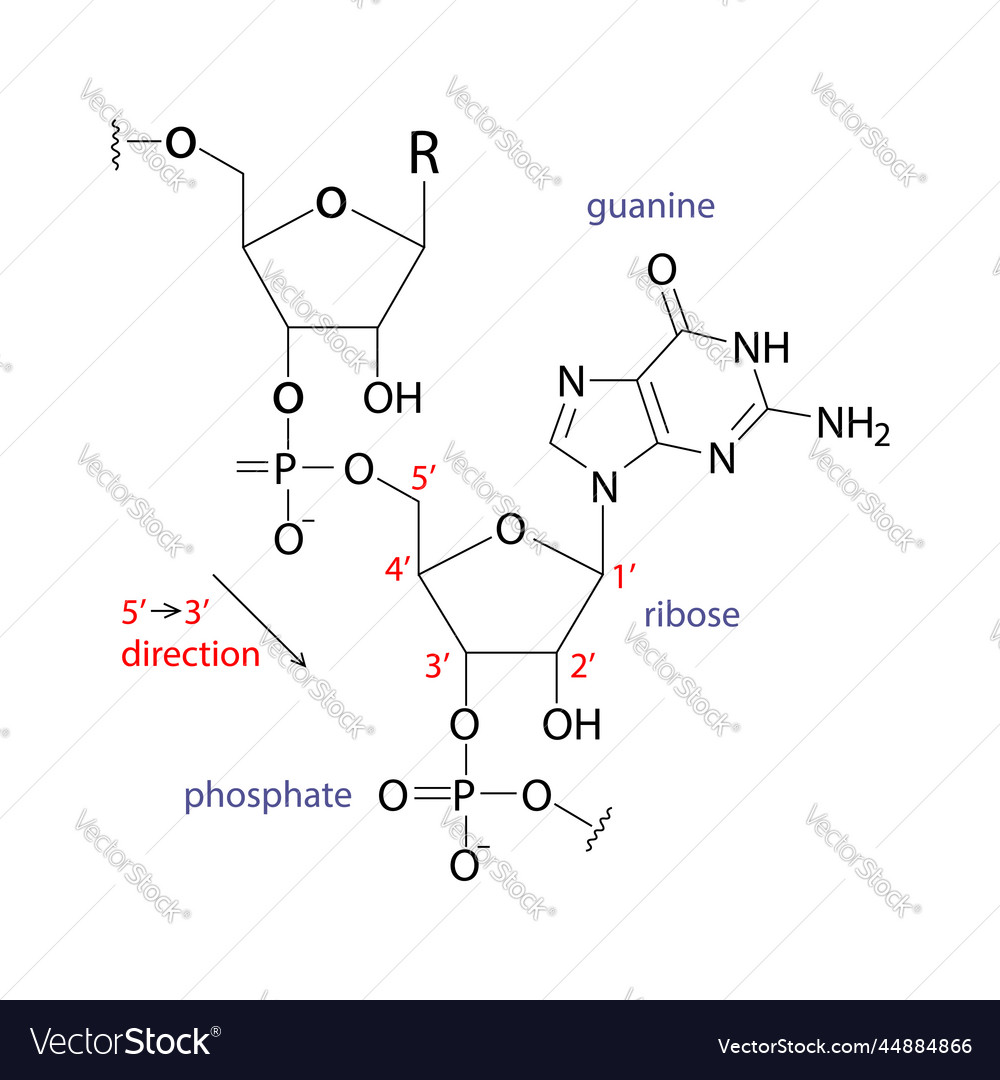 Rna chemical structure sign isolated on white Vector Image