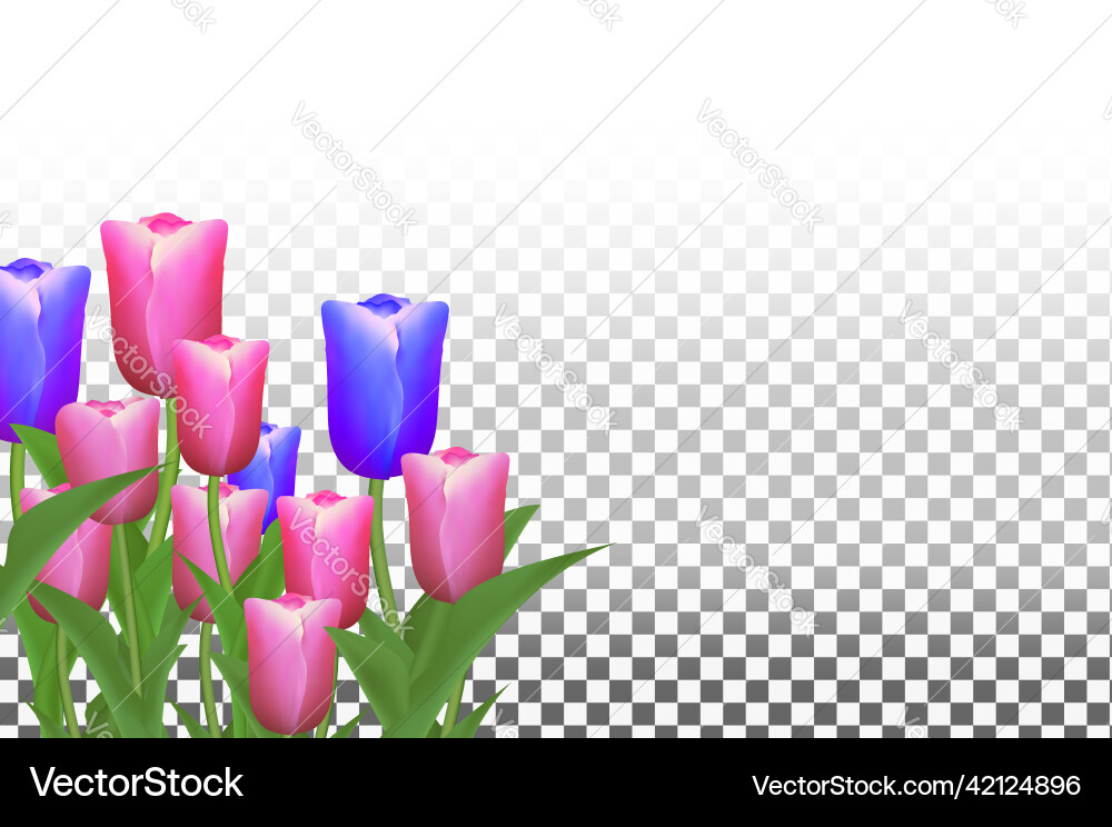 Beautiful tulips on transparent background eps10 Vector Image