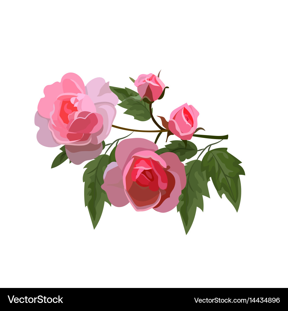 Bouquet of roses Royalty Free Vector Image - VectorStock