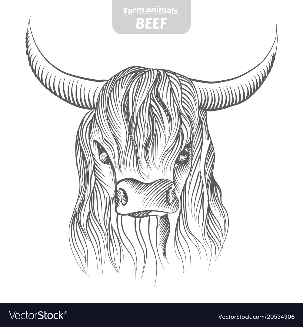 head-pattern-cow-royalty-free-vector-image-vectorstock
