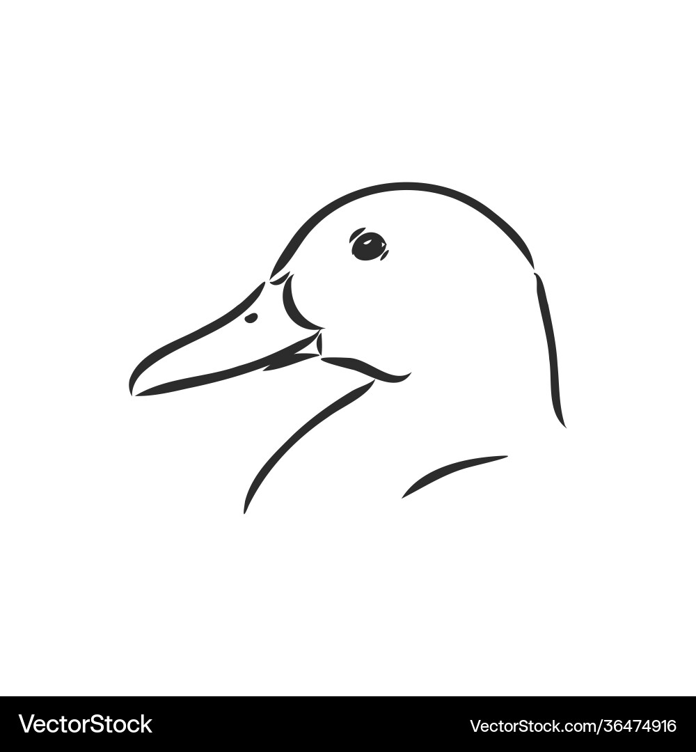 Hand drawn duck animal sketch isolated on white Vector Image