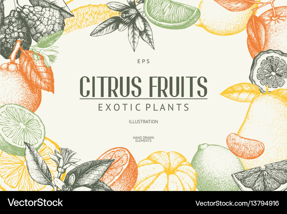 Ink hand drawn design with citrus fruits Vector Image