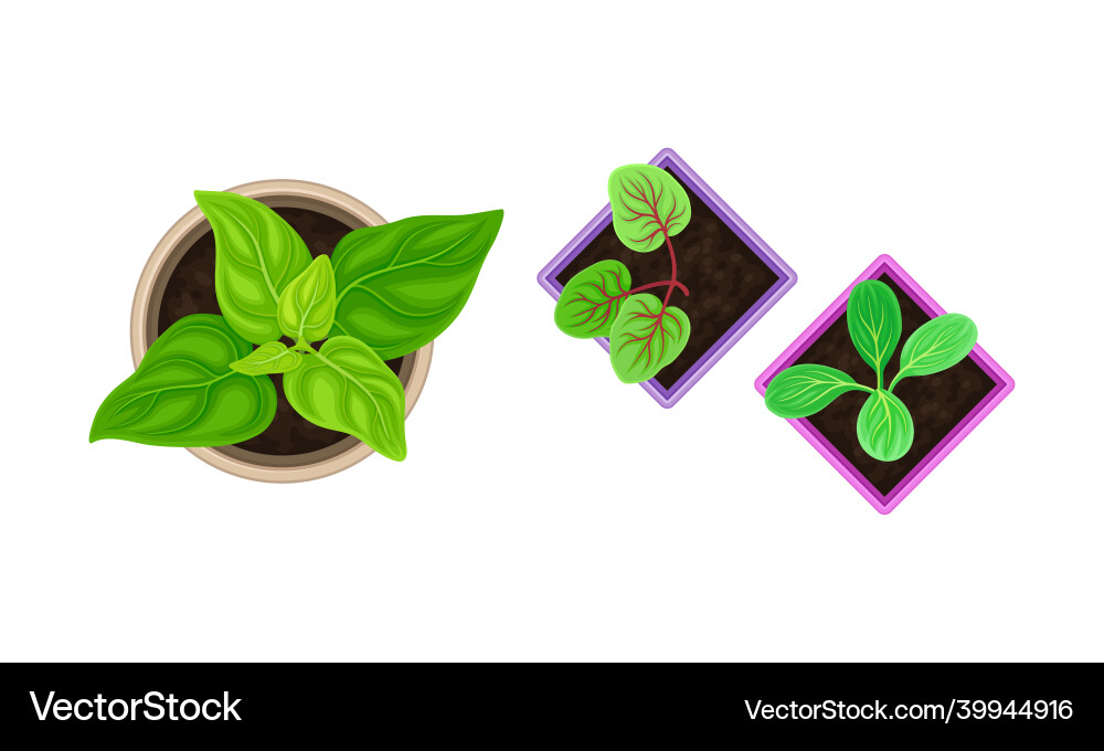 Seedling or young plant growing in plastic pot Vector Image