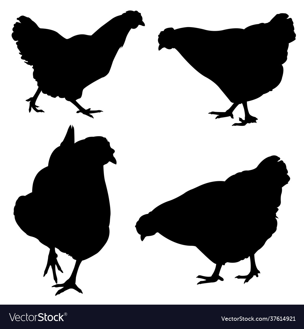 Chicken set Royalty Free Vector Image - VectorStock