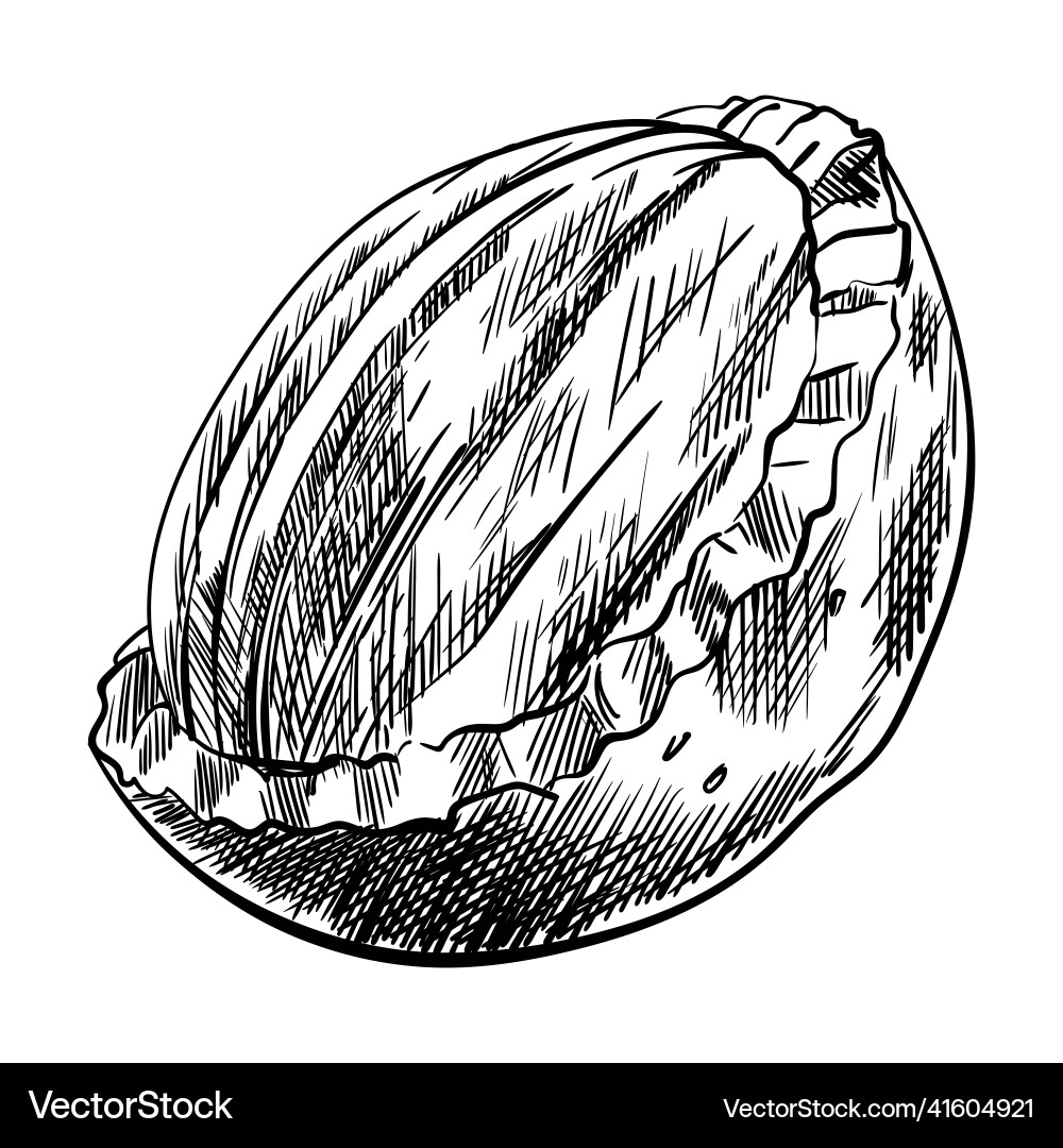 Walnut hand drawn ink sketch of nut for label Vector Image