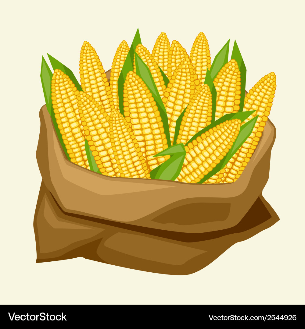 Stylized sack with fresh ripe corn cobs Royalty Free Vector