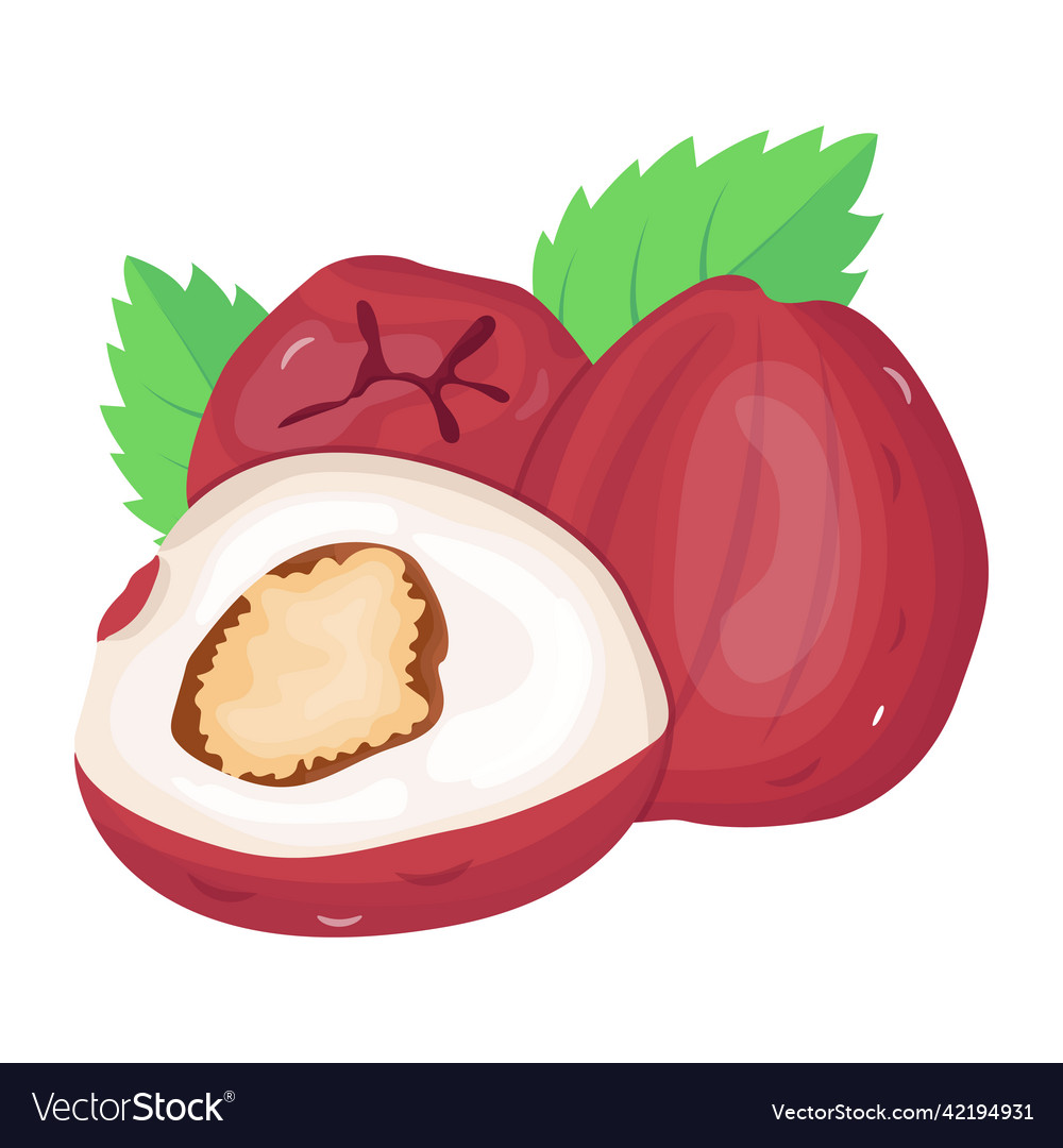Malay apple Royalty Free Vector Image - VectorStock