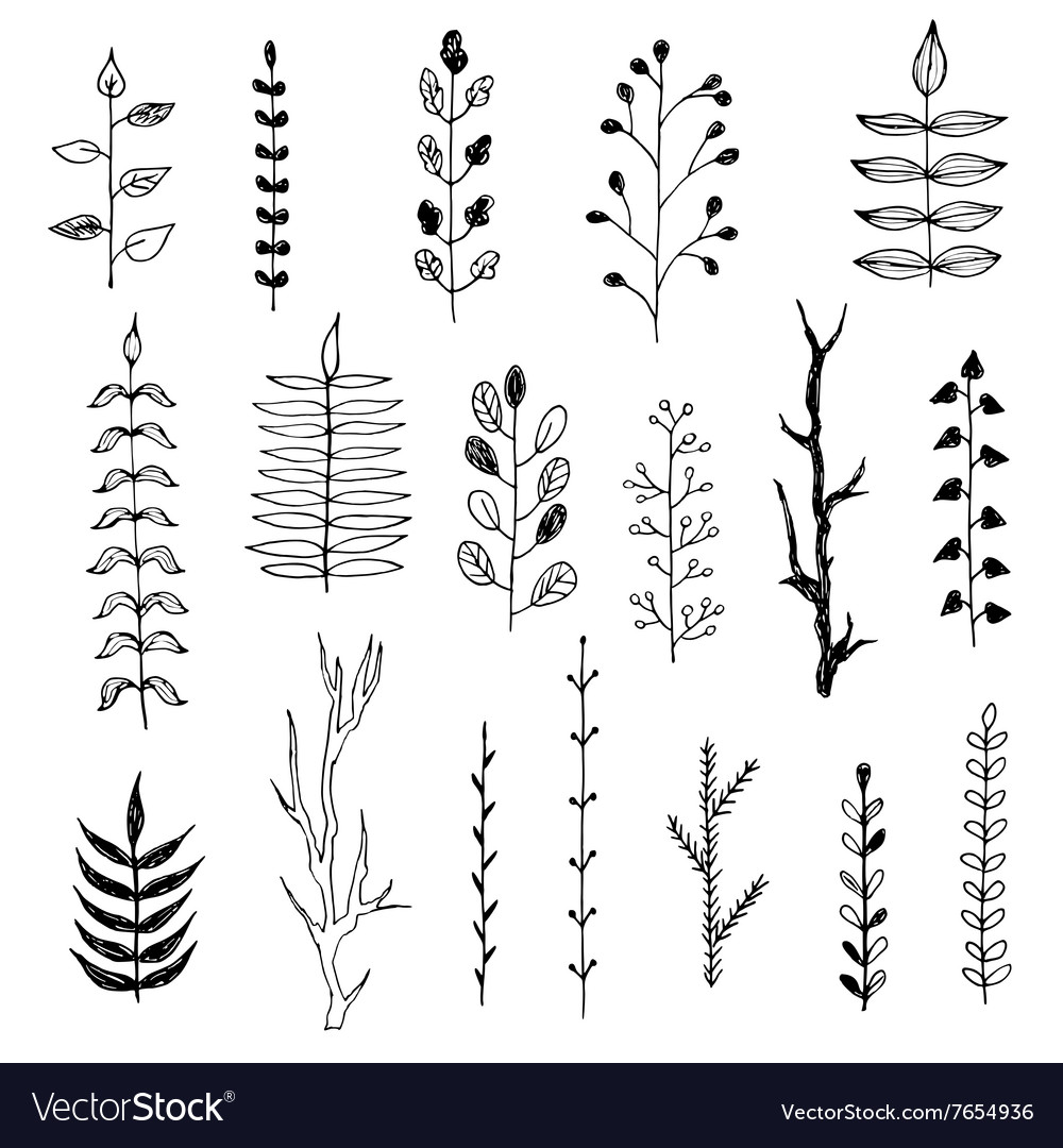Doodle branches Royalty Free Vector Image - VectorStock