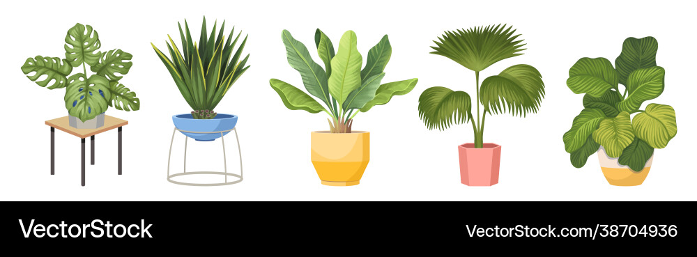 Set potted palm trees monstera agave or ficus Vector Image