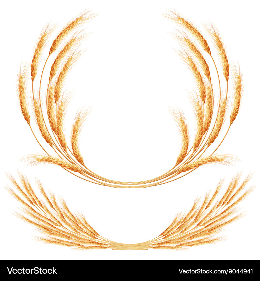 Set of 2 detailed wheat ears eps 10 Royalty Free Vector