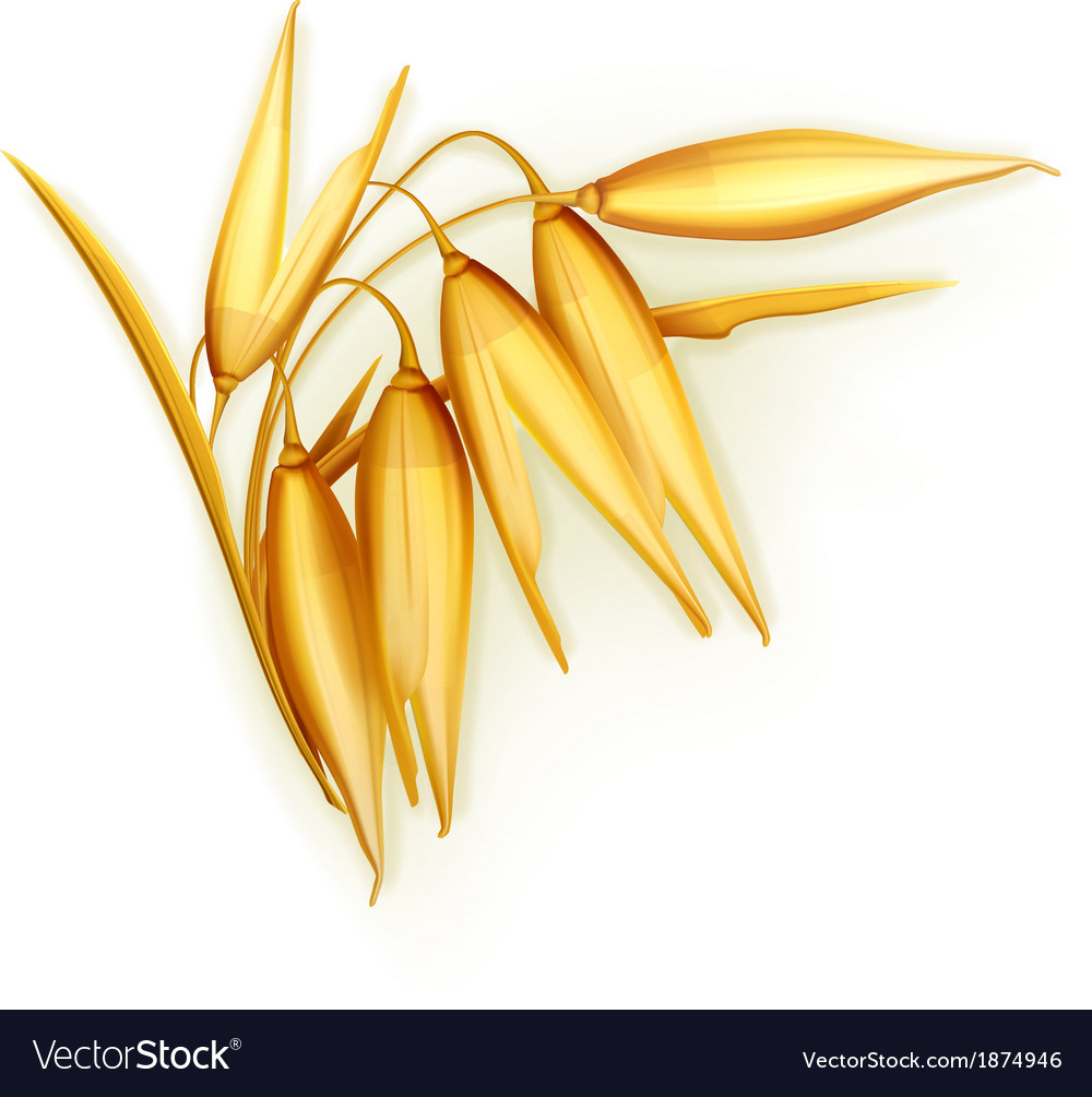 Oat Royalty Free Vector Image - VectorStock