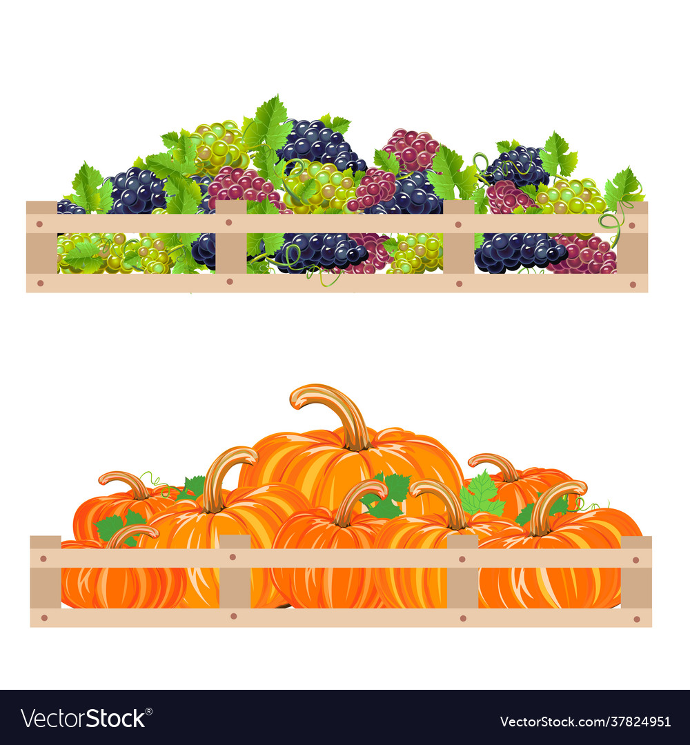 Harvest Royalty Free Vector Image - VectorStock