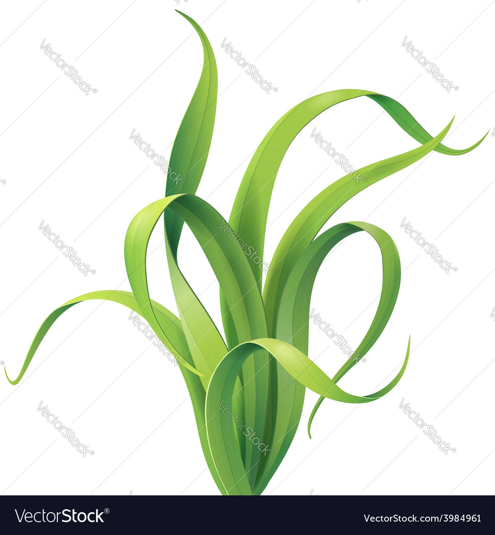 Grass Tuft Royalty Free Vector Image Vectorstock