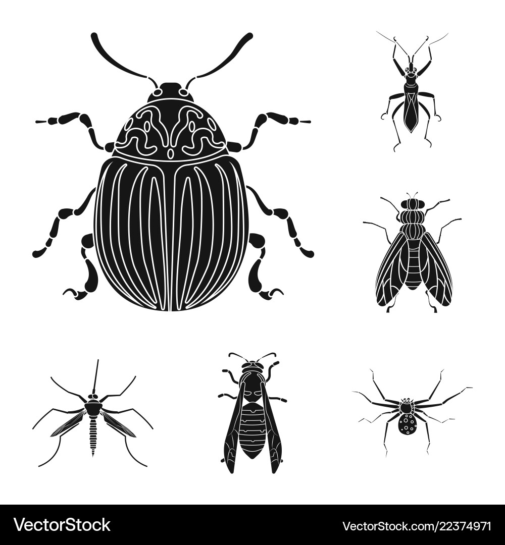 Design of insect and fly logo set Royalty Free Vector Image