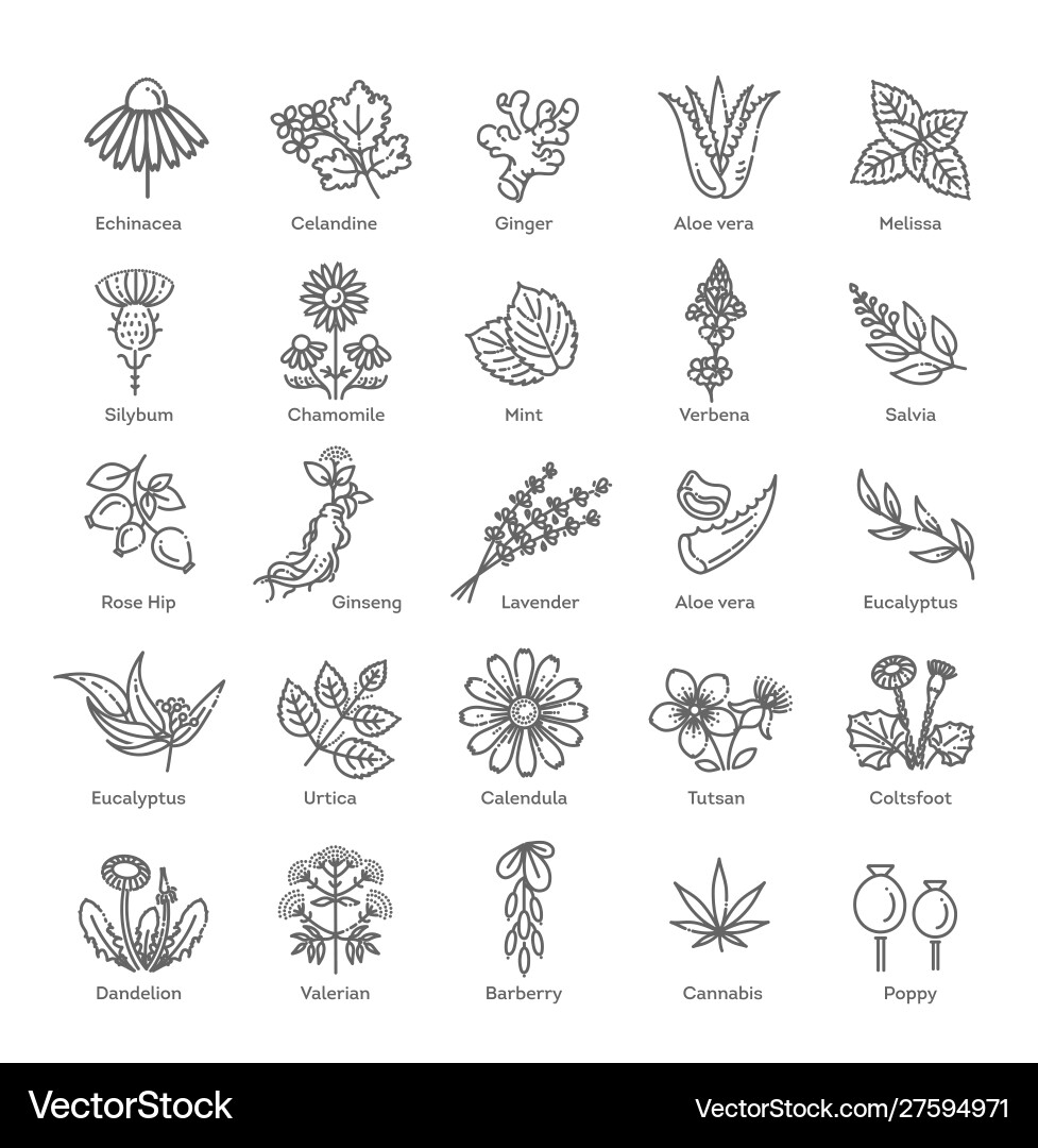 Herbs collection medical healthy herbs Royalty Free Vector