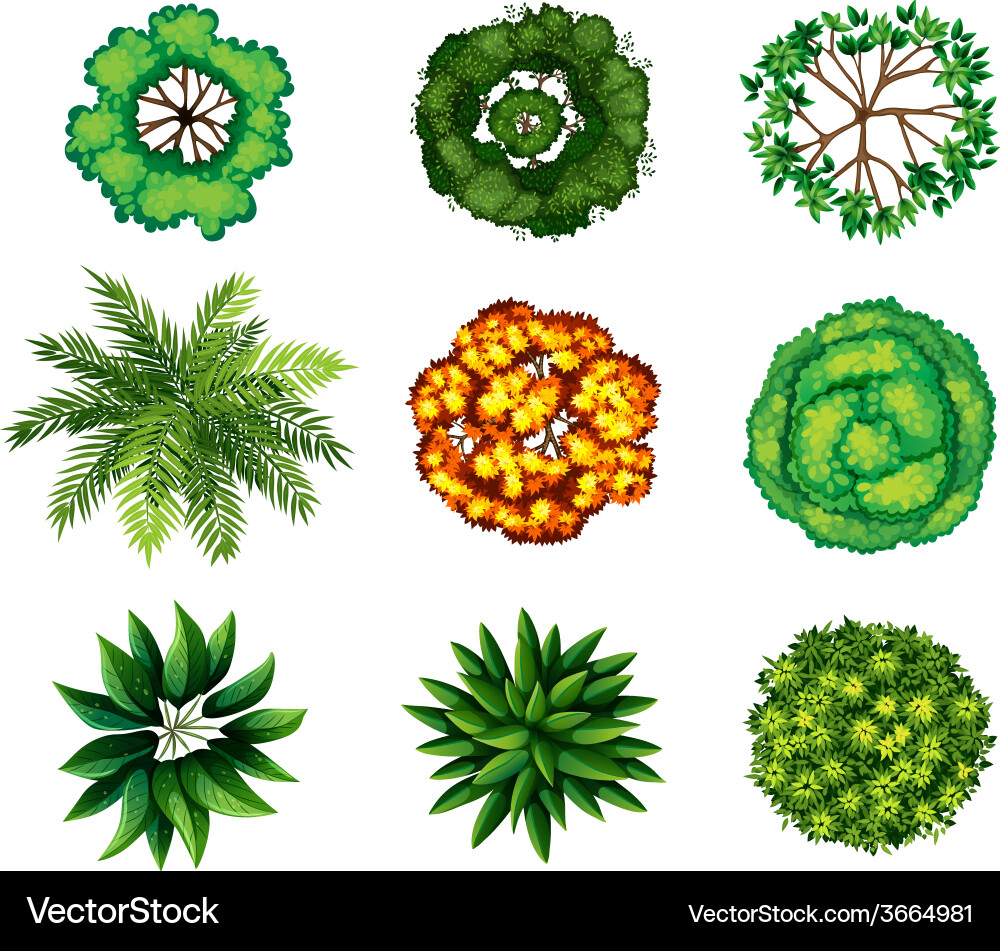 Group of Plants - Top View Royalty Free Vector Image