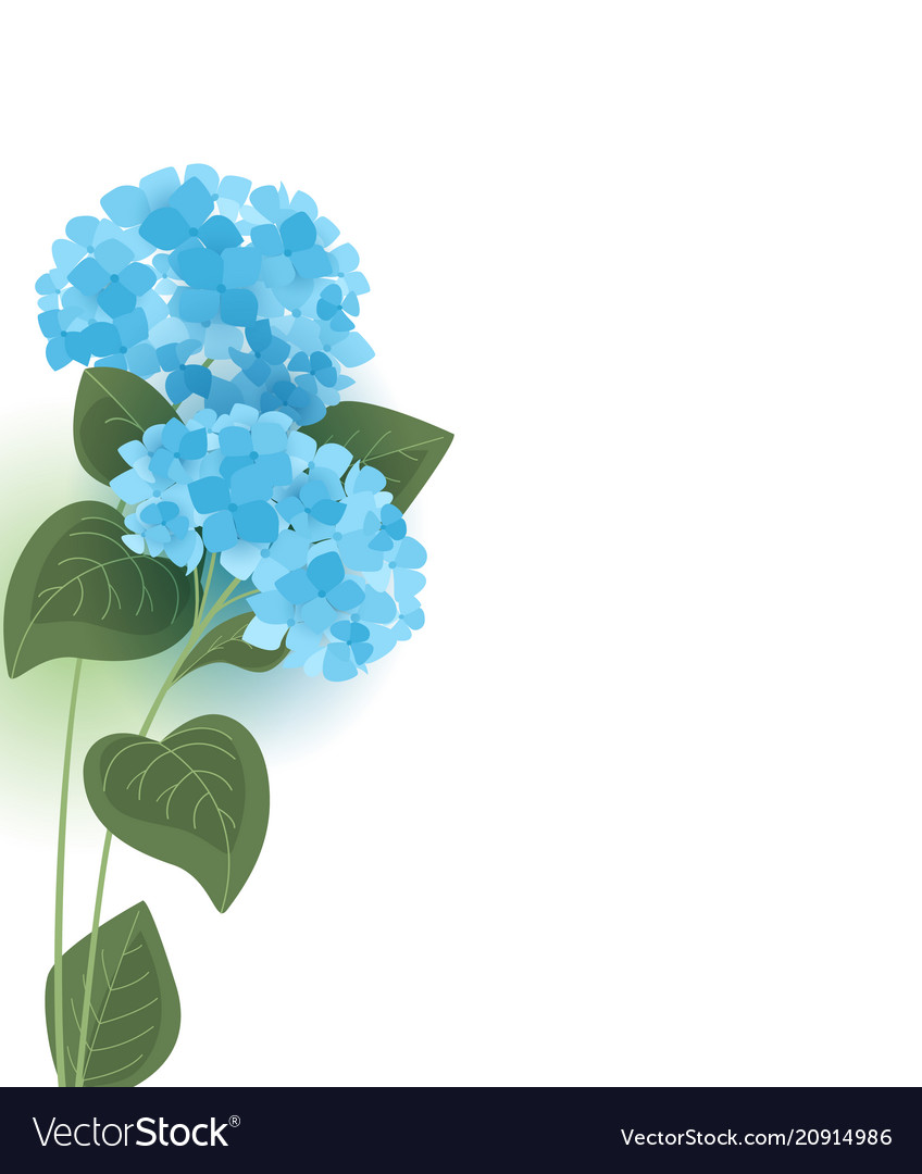 Hydrangea flower Royalty Free Vector Image - VectorStock