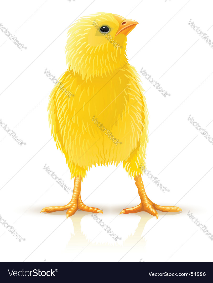 Yellow chicken Royalty Free Vector Image - VectorStock