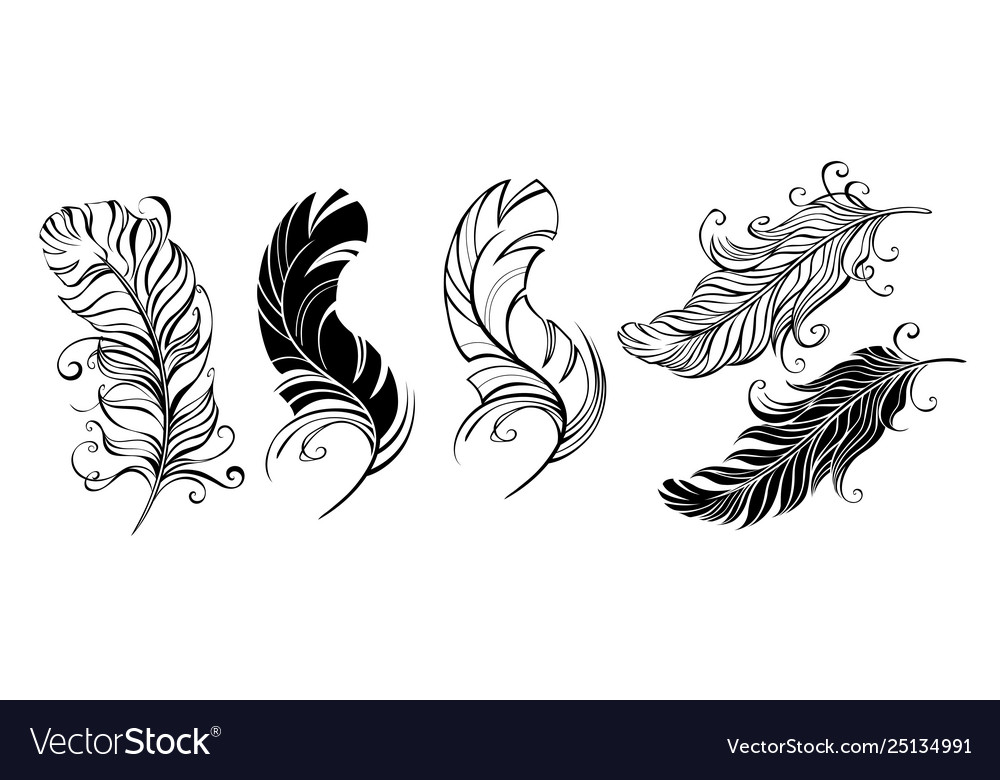 Fluffy feathers Royalty Free Vector Image - VectorStock