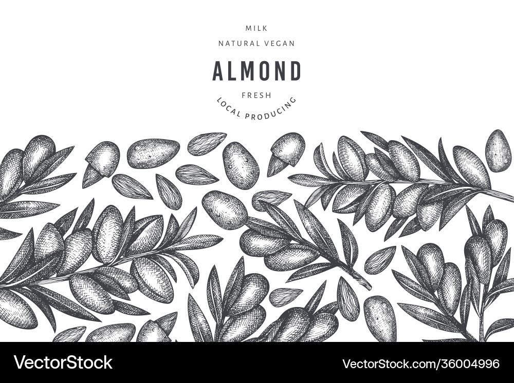 Hand drawn sketch almond design template organic Vector Image