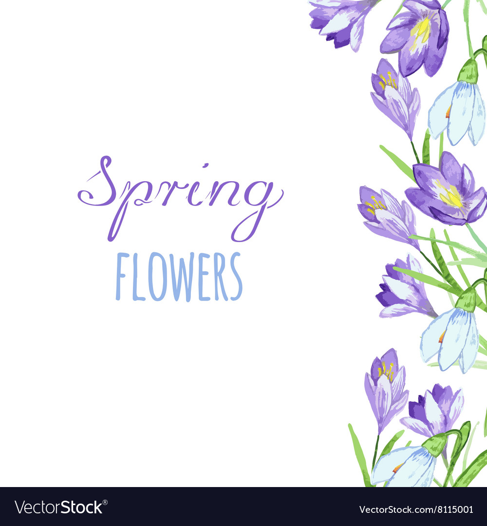 Early spring purple crocus and snowdrops nature Vector Image