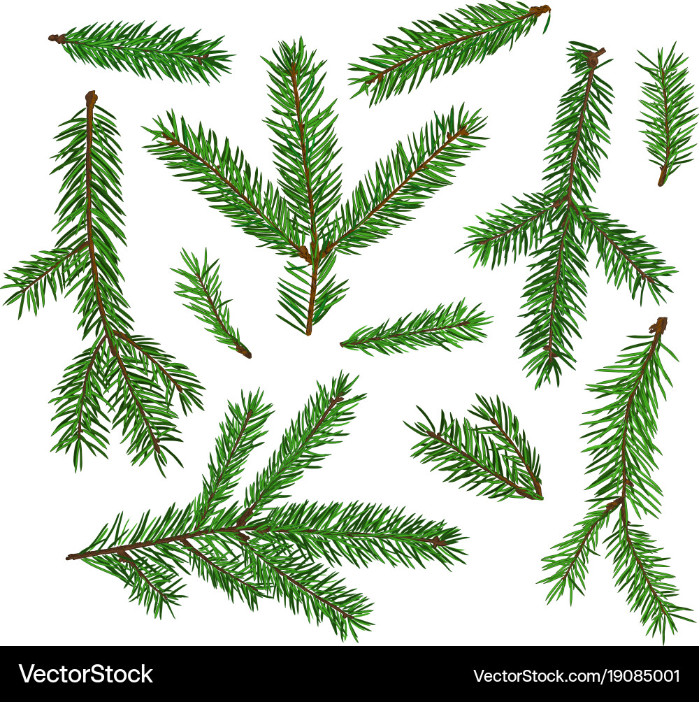 Set of fir tree branches isolated on white Vector Image