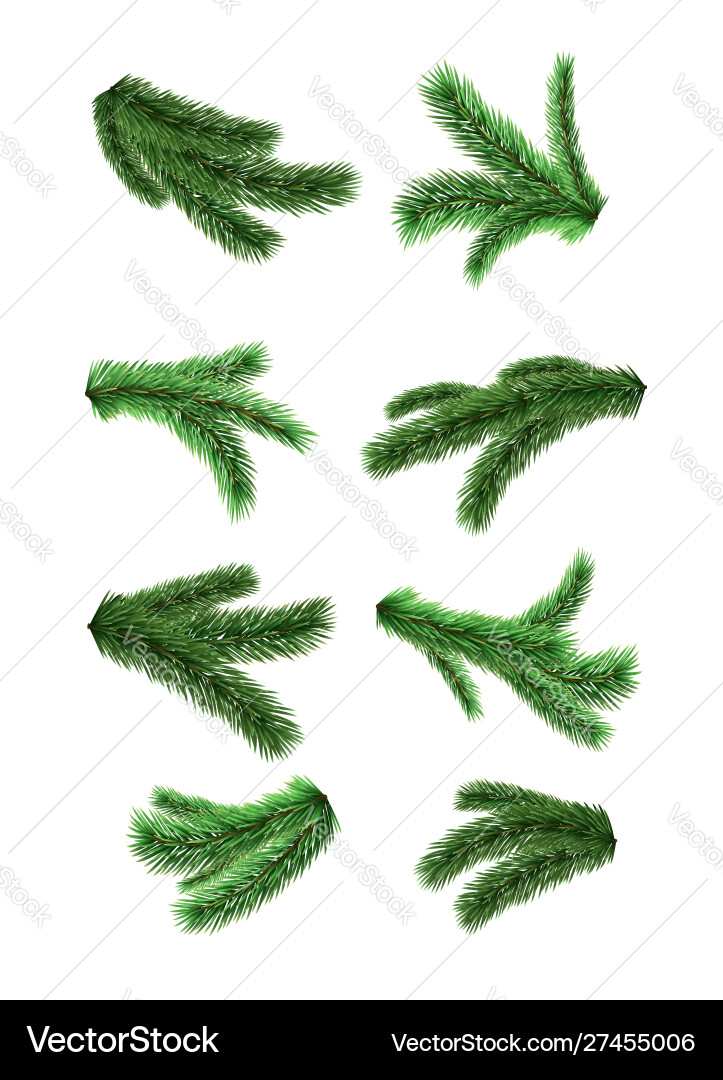 Set realistic detailed fir branches Royalty Free Vector