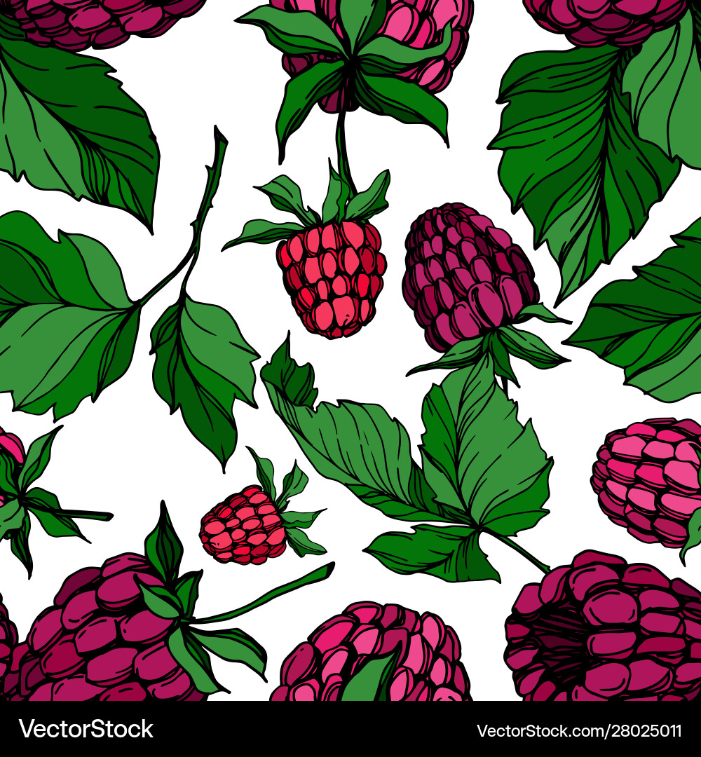 Raspberry healthy food isolated black Royalty Free Vector