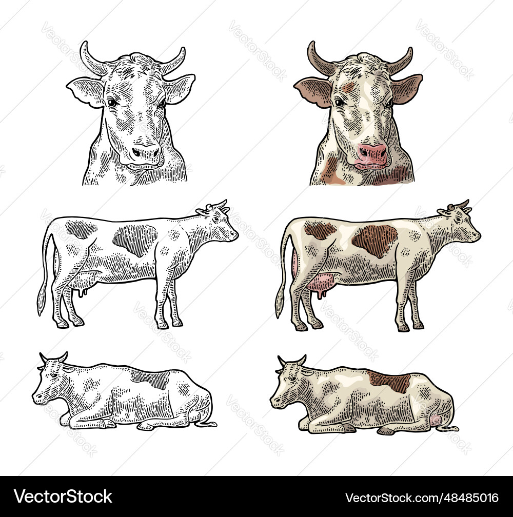 Cow side and front view vintage engraving Vector Image