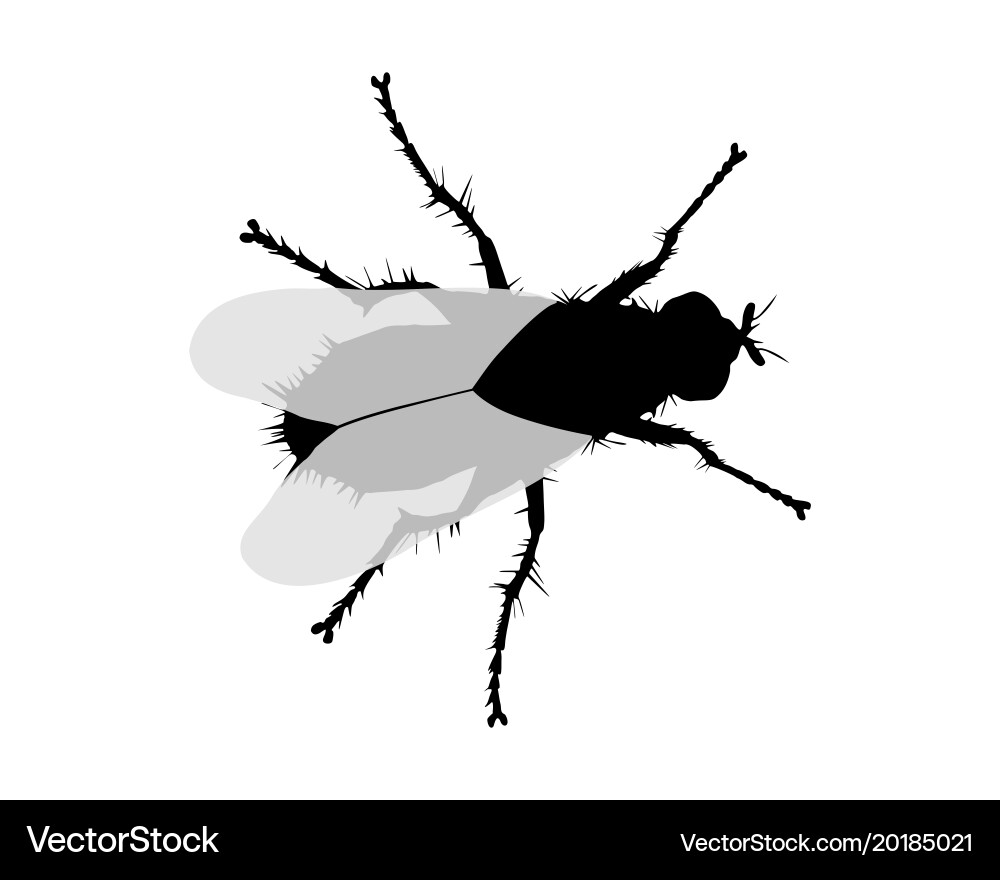 Silhouette of a fly on white background Royalty Free Vector
