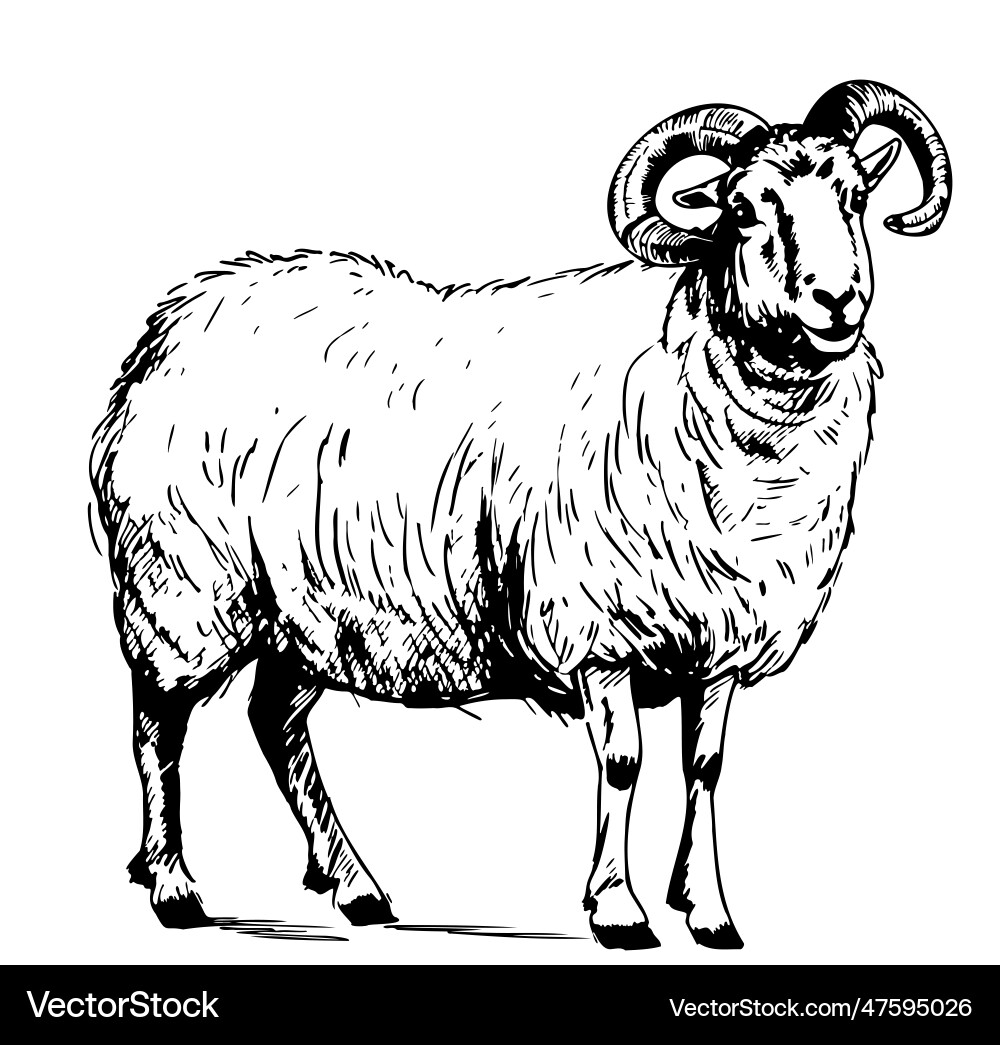 Sheep ram breeding sketch hand drawn in doodle Vector Image