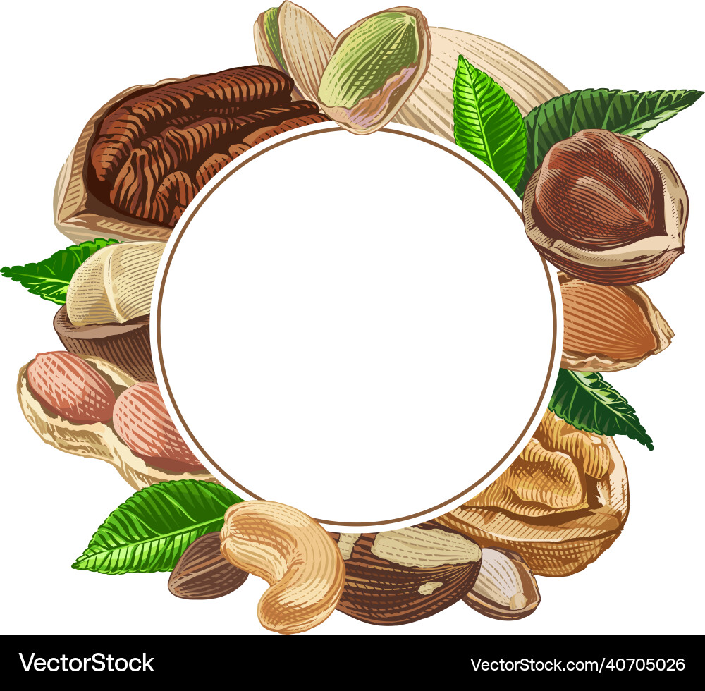 Walnut template for the label hand drawing sketch Vector Image