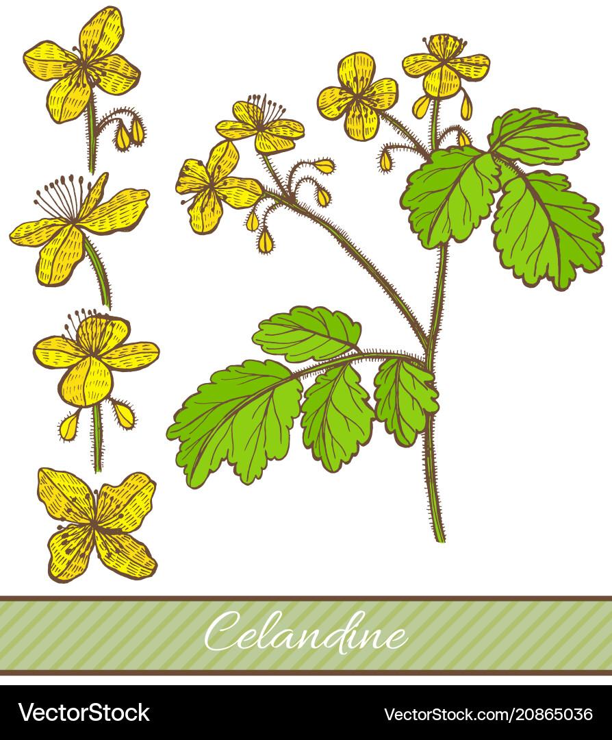 Colored celandine in hand drawn style Royalty Free Vector