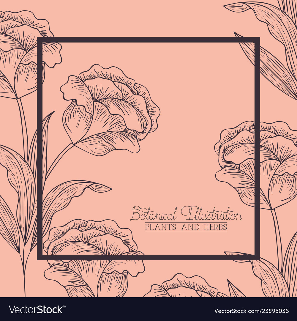 Roses flowers decorative square frame Royalty Free Vector
