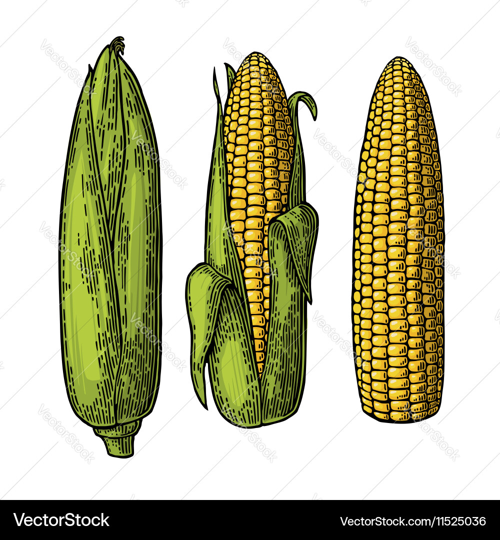 Set ripe cob corn from closed to the Royalty Free Vector
