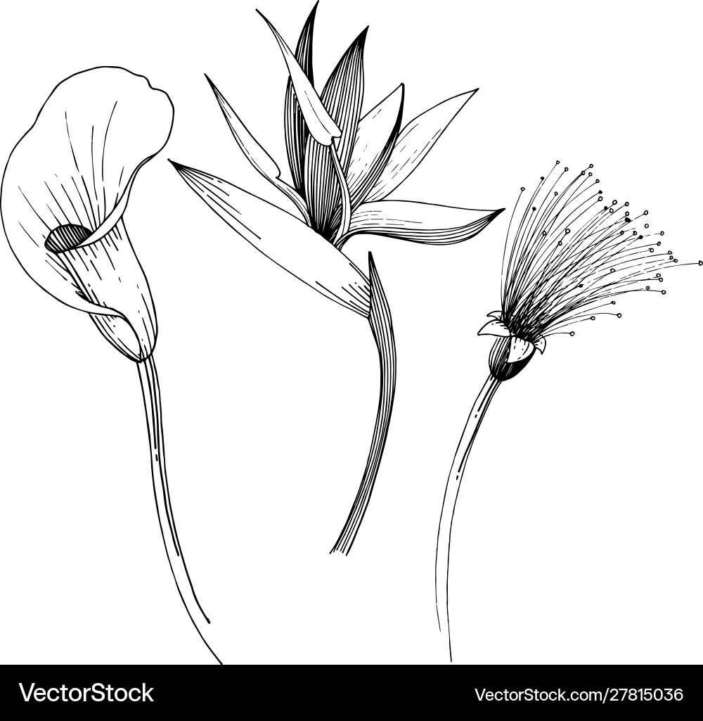 Tropical flowers in a style isolated Royalty Free Vector