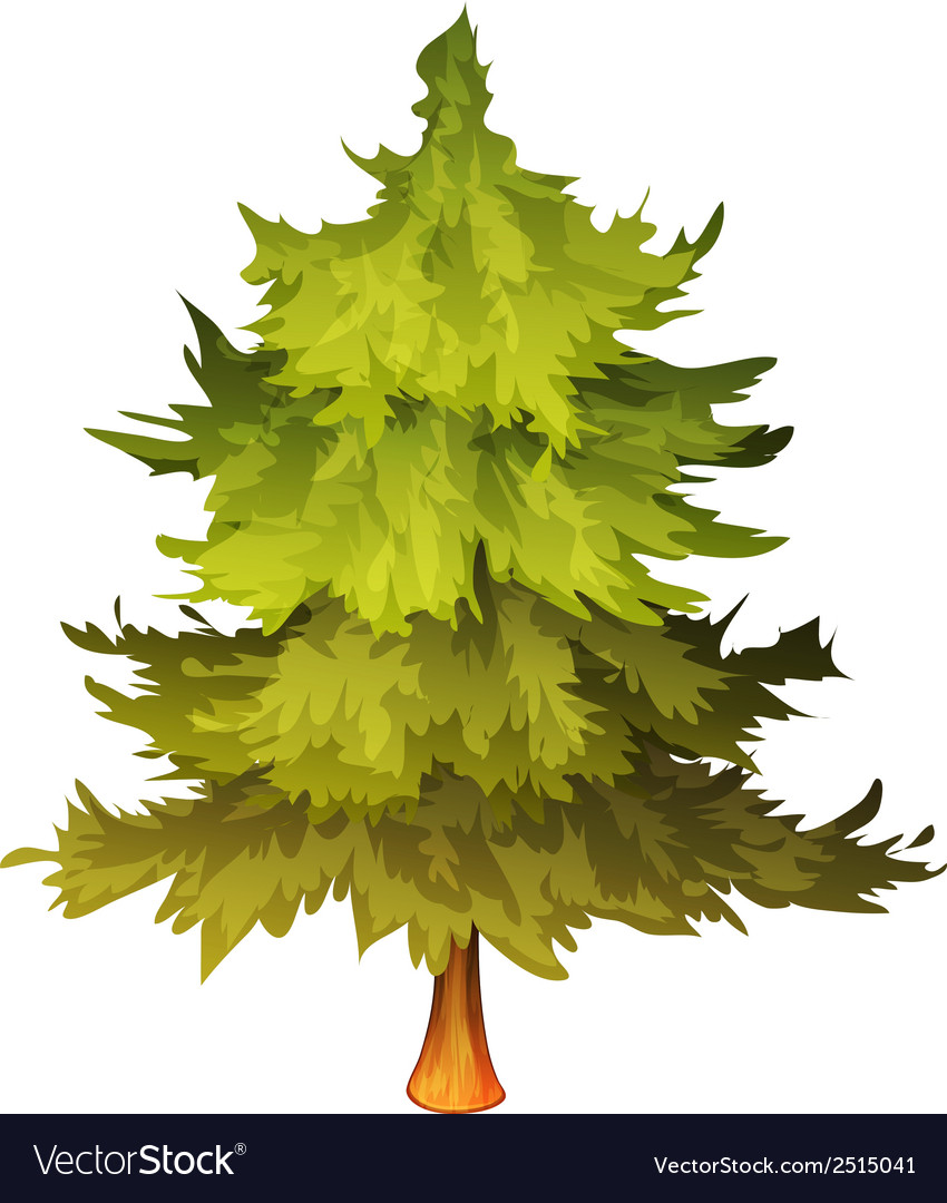 Fir-tree Royalty Free Vector Image - VectorStock