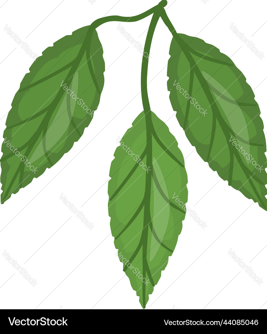 Cocoa leaf tree icon cartoon bean plant Royalty Free Vector