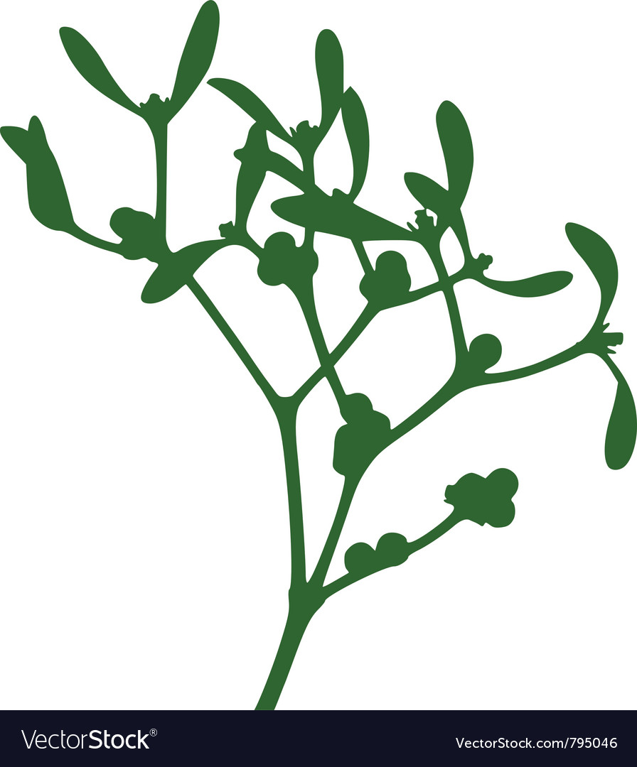 Mistletoe Royalty Free Vector Image - VectorStock
