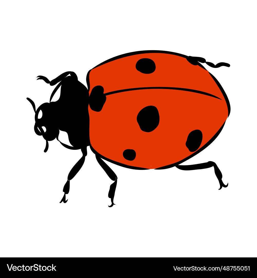 Hand drawn ink sketch of ladybug Royalty Free Vector Image