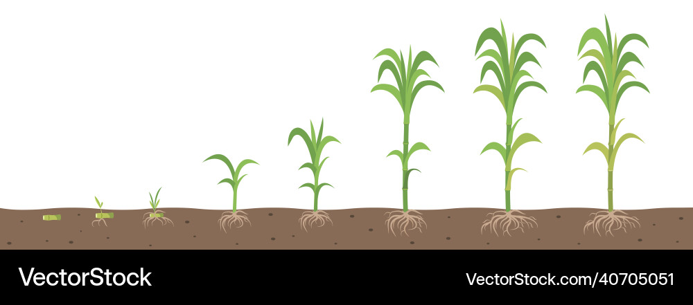 Growth Cycle Of Sugar Cane Group Of Sugar Cane Plant During Grand
