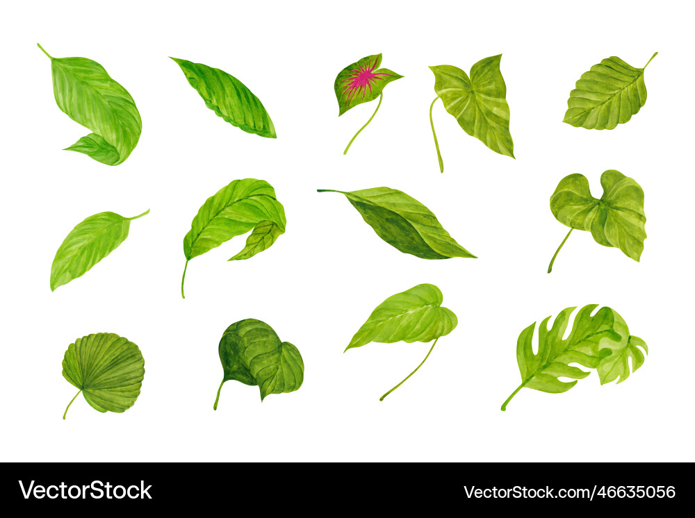 Watercolor tropical leaf set hand drawn Royalty Free Vector