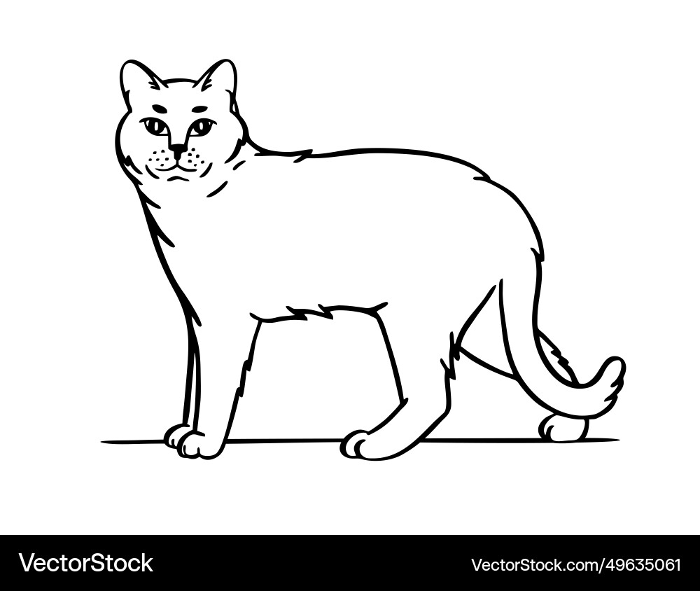 Cat hand drawn style sketch isolated on a white Vector Image