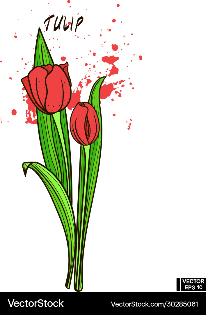 Flowers tulip hand draw sketch Royalty Free Vector Image