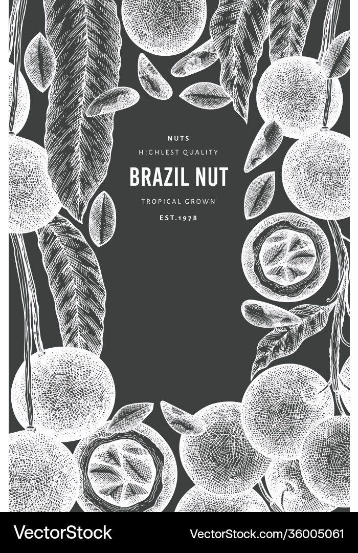 Hand drawn brazilian branch and kernels Royalty Free Vector