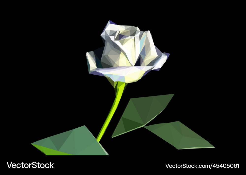 White low poly rose isolated on black cover Vector Image