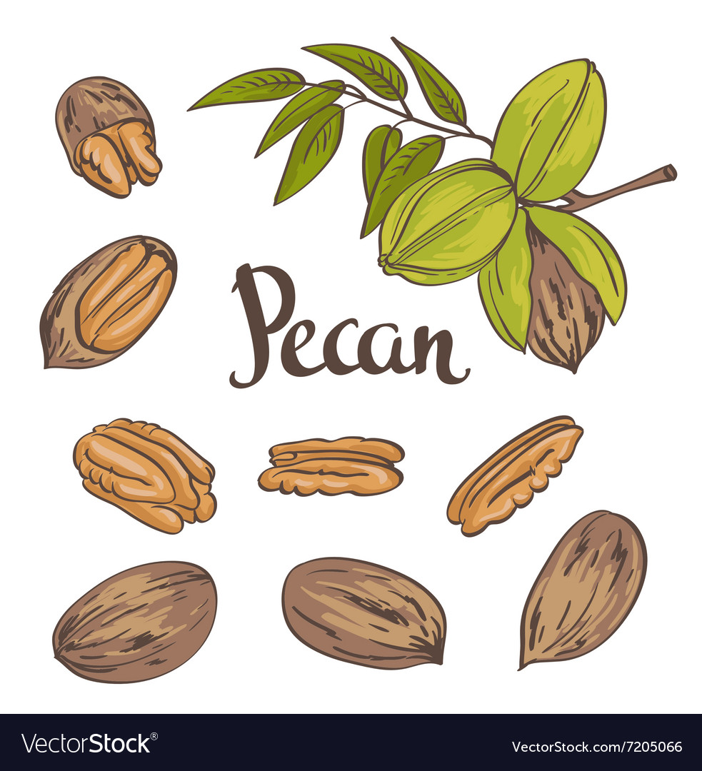 Green pecan nuts with leaves and dried Royalty Free Vector