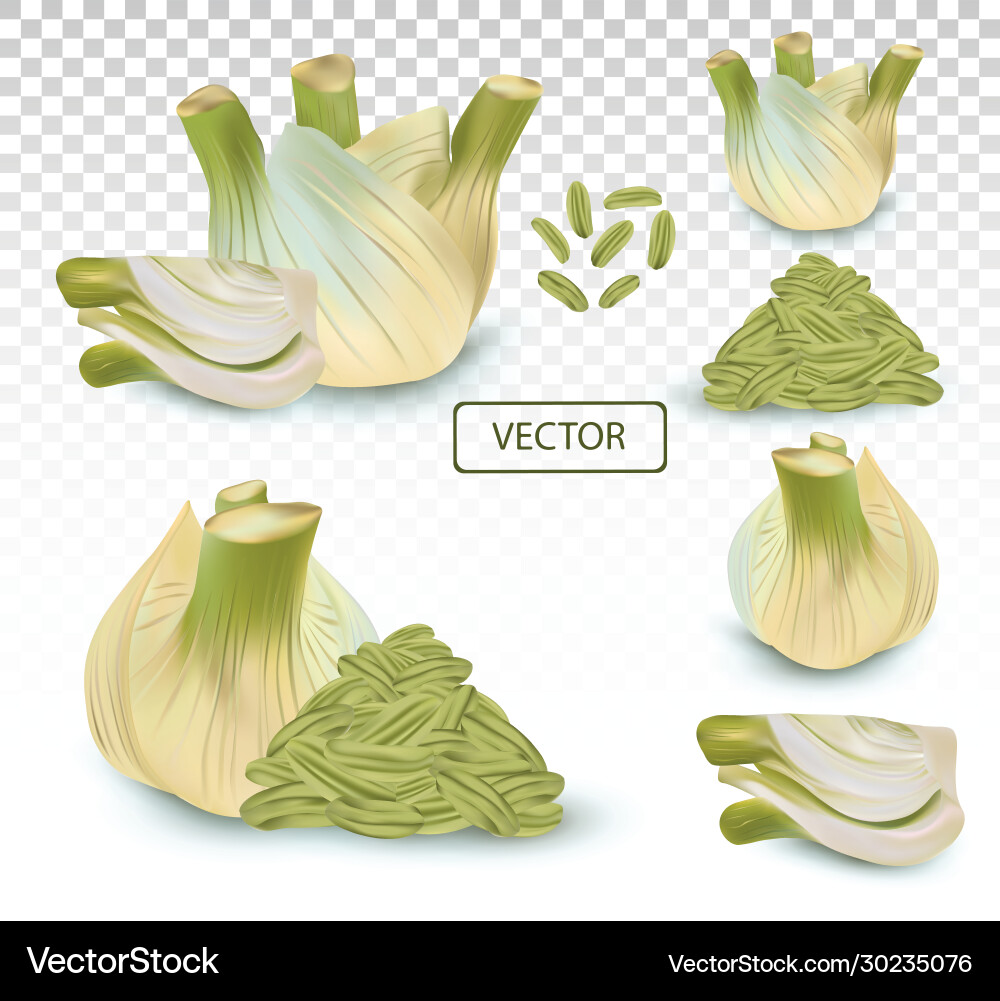 3d realistic fennel with green leaf aromatic Vector Image